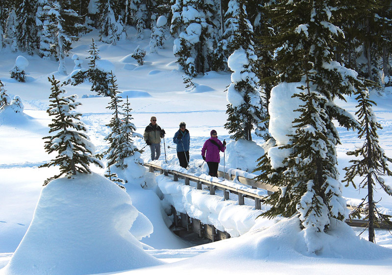 Mt Washington Ski Resort BC Review