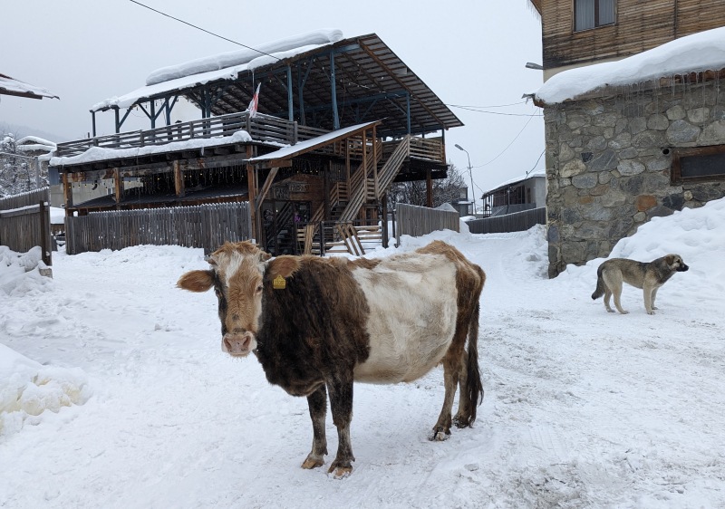 Hatsvali Ski Resort Info Guide | Hatsvali Svanetia Georgia Review