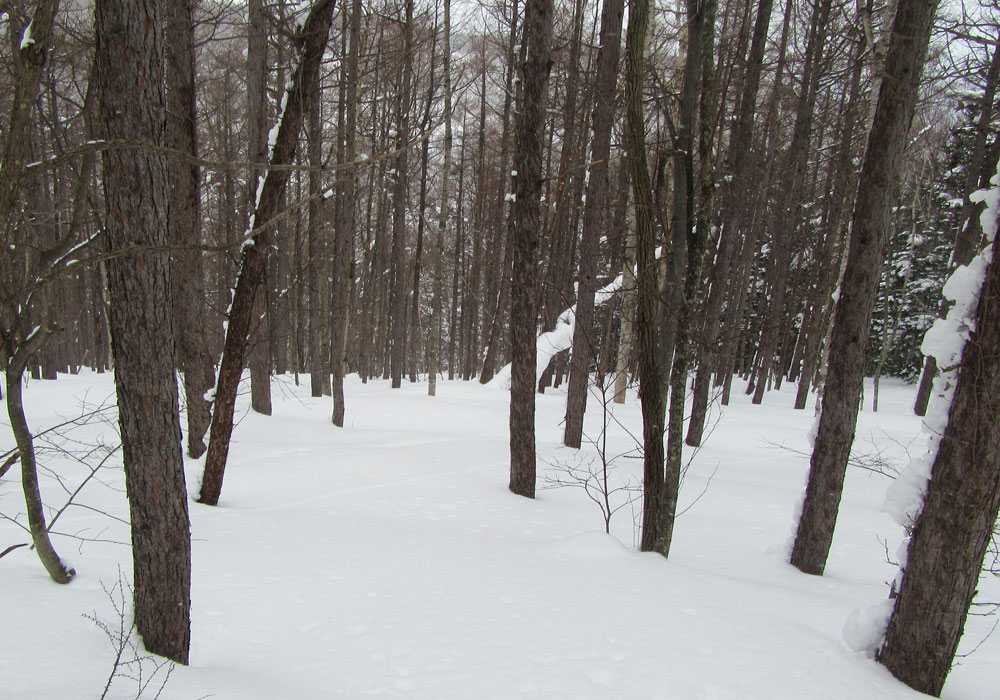 Otaru Tenguyama Ropeway | Ski Terrain Ratings, Snow