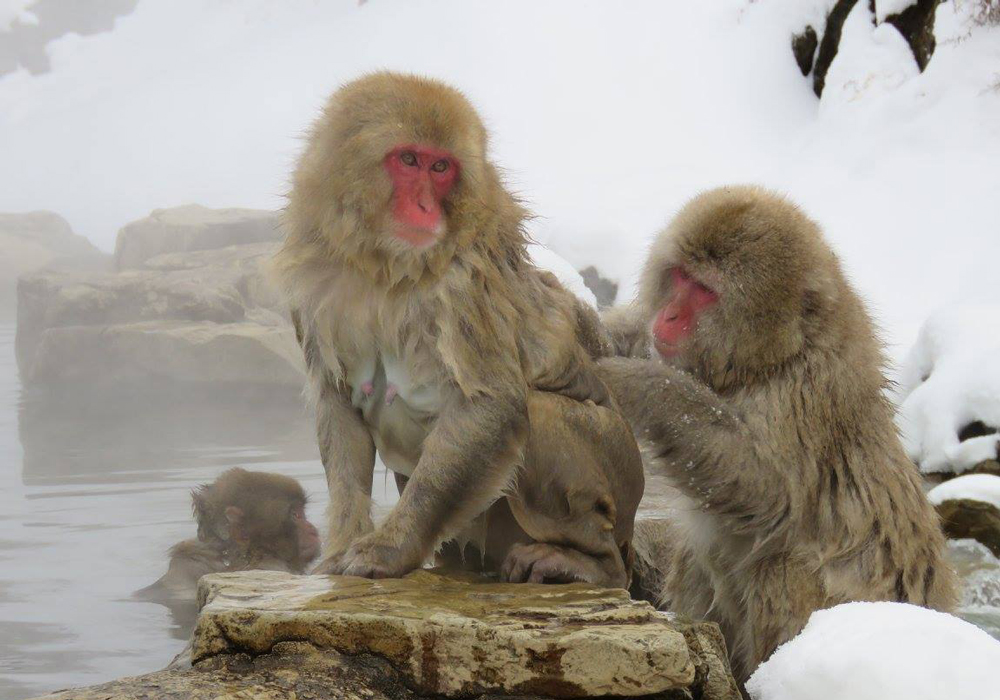 Yudanaka Onsen Japan | Reviews