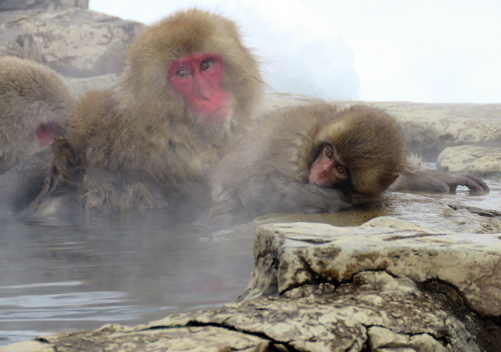 Jigokudani Monkey Park | Snow Monkeys Japan