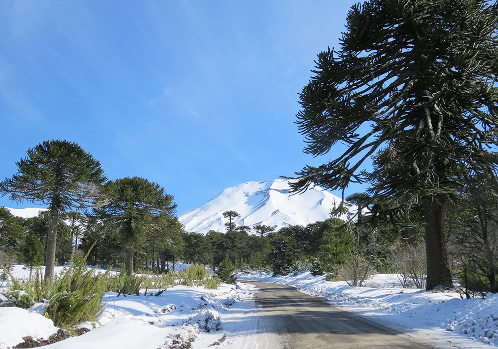 Getting to Corralco | Driving to Lonquimay Volcano