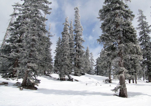 Monarch Ski Resort | Monarch Mountain Colorado Review